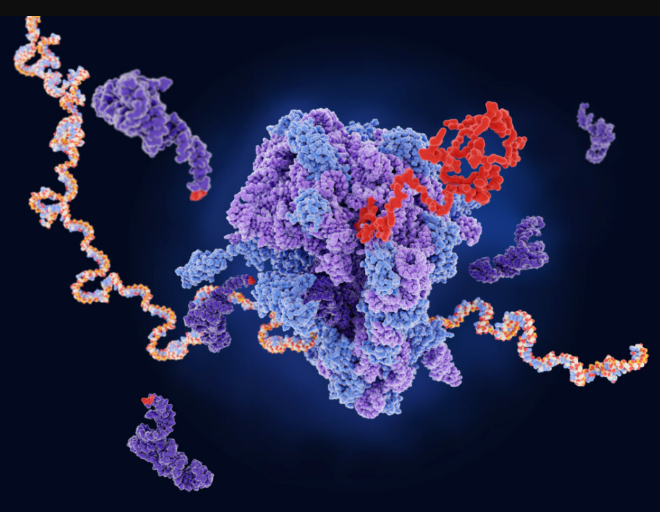 Flagship孵化！tRNA疗法公司完成1.09亿美元B轮融资—科动生物